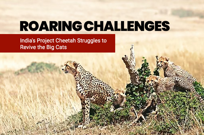 India's Project Cheetah Struggles to Revive the Big Cats